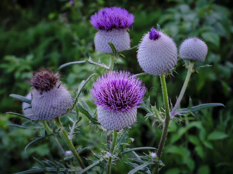 Flowering Thistle Against Blue Skies Stock Image - Image of weeds ...