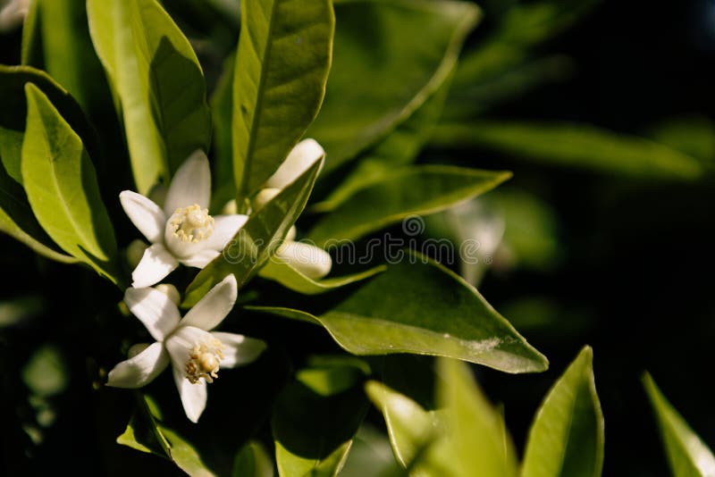 Detail of the Flowers of a Tree in Early Spring. Orange Blossom, Orange ...