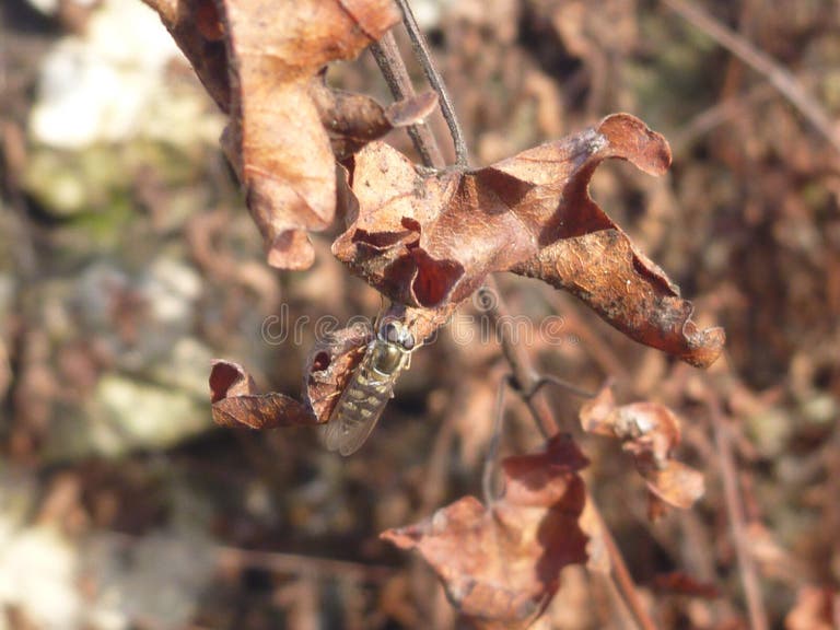 Detail of a Fly on a Dry Leaf Stock Image - Image of spring, raindrops ...