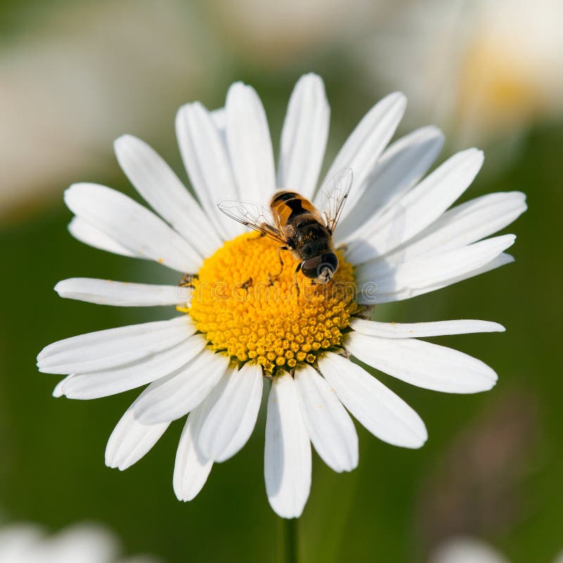 Detail of Fly Sitting on White Flower of Common Daisy Stock Image ...