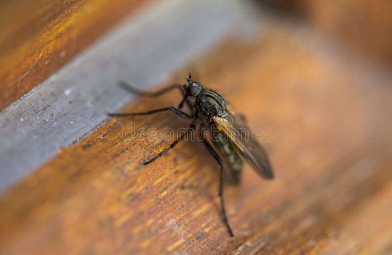 Detail of a Fly Standing on the Ground Stock Photo - Image of outdoor ...