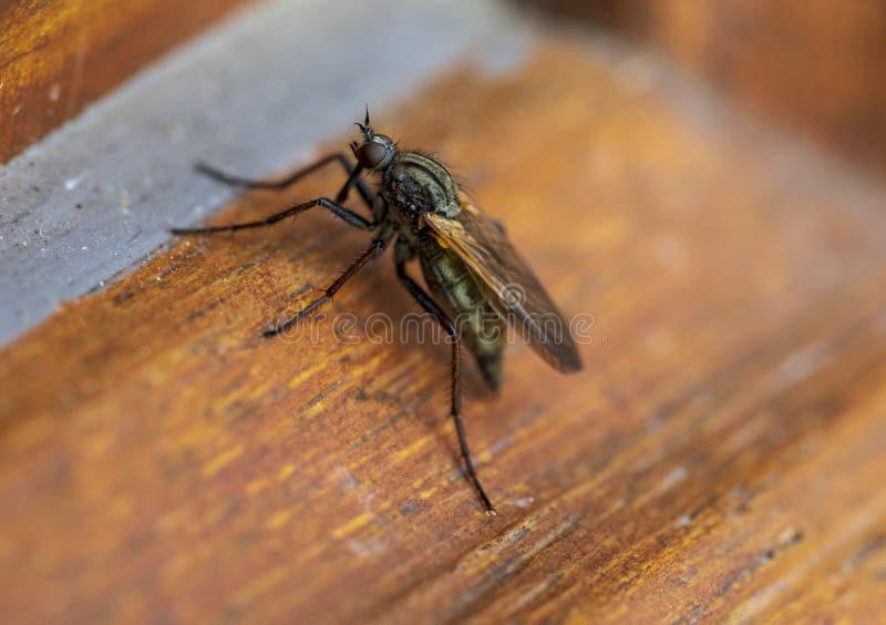 Detail of a Fly Standing on the Ground Stock Photo - Image of ...