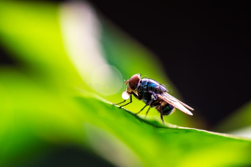Detail Fly Under the Sunlight Stock Image - Image of fruit, healthy ...