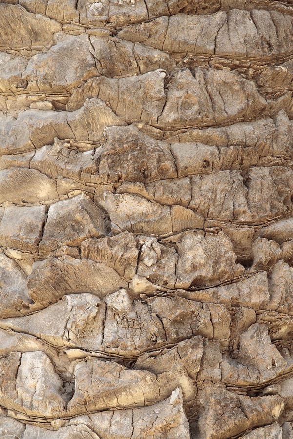 Detail on Foreground of the Cortex of a Palm Tree Stock Photo - Image ...
