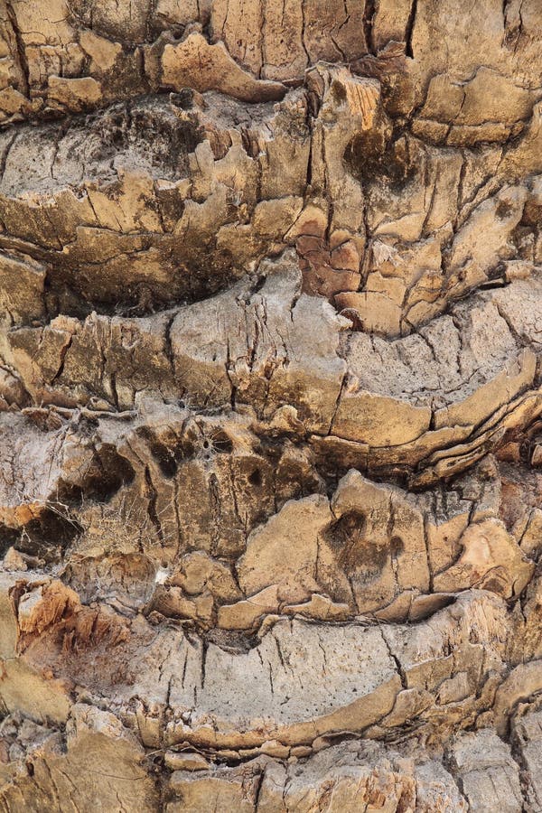 Palm cortex stock image. Image of plant, closeup, detail - 4684885