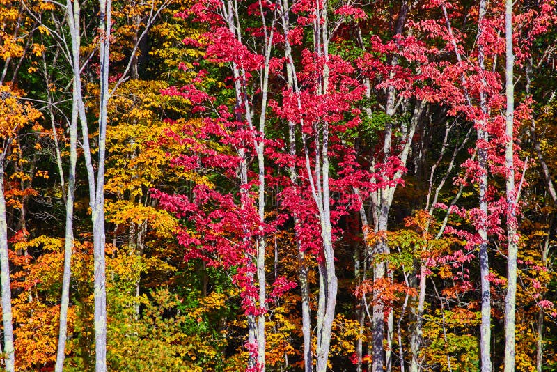 Detail of Forest Edge Showcasing All Fall Colors Stock Image - Image of ...