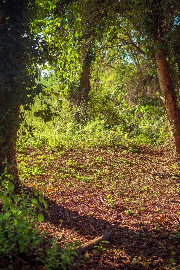 Detail of a Forest Glade on an European Woods Stock Image - Image of ...