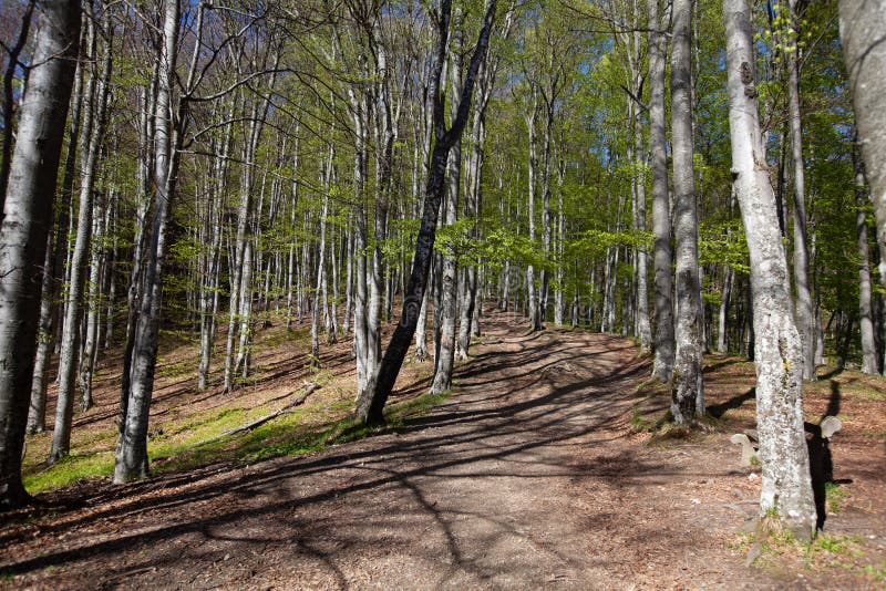 Path with start sign stock photo. Image of away, trees - 24381374 Path with start sign stock photo. Image of away, trees - 24381374
