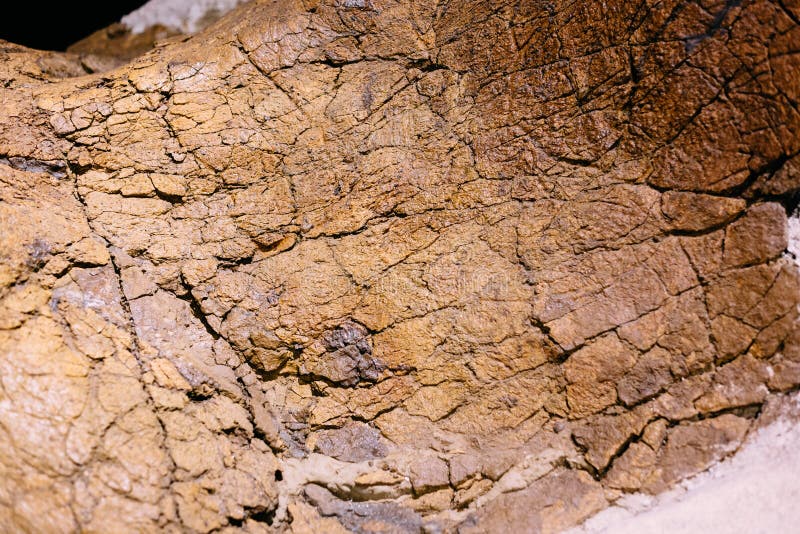 Detail of a Fossil Bone Mammoth Stock Image - Image of mammoth, animal ...