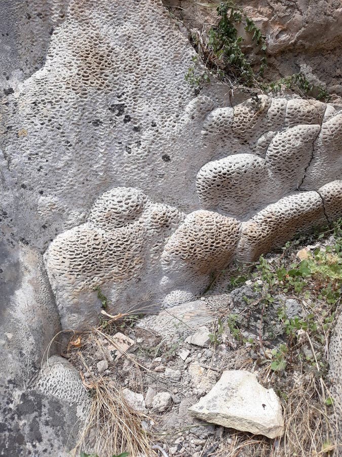 Fossilized waste stock photo. Image of porous, excrescence - 159618584