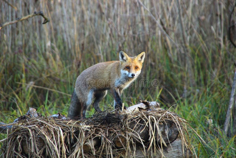 Fox in Hungarian forest. stock photo. Image of beast - 171010078