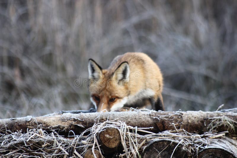 Fox in Hungarian forest. stock photo. Image of hunter - 171010202