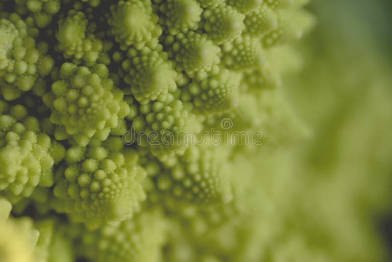 Detail of Fractal Geometry in Romanesco Broccoli Stock Image - Image of ...