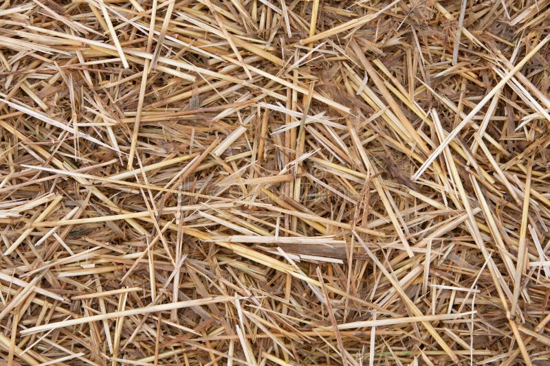 Detail of fresh cut straw stock image. Image of stable - 307372929