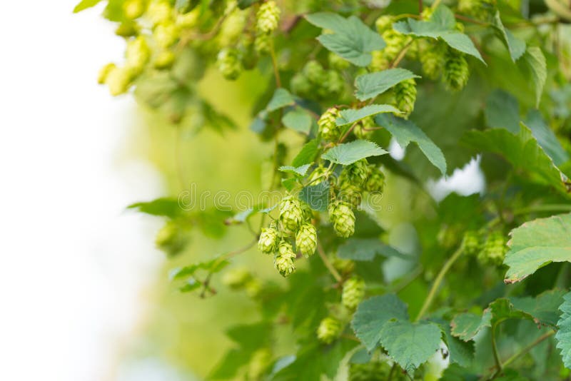 Detail of fresh hops cones stock image. Image of flower - 58852891