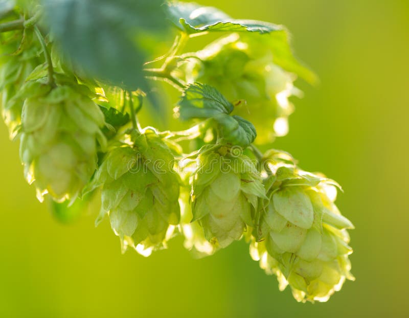 Detail of fresh hops cones stock image. Image of brewery - 58852935