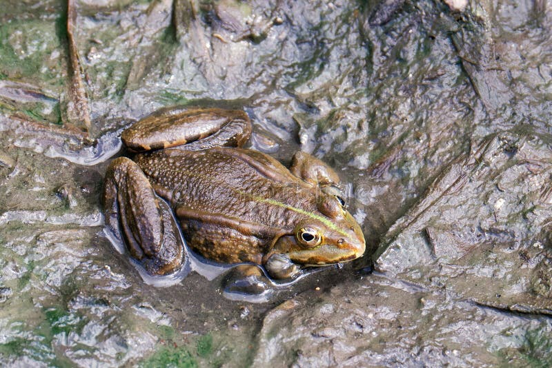 Detail of a Frog in a Canal Stock Photo - Image of green, animal: 219943368