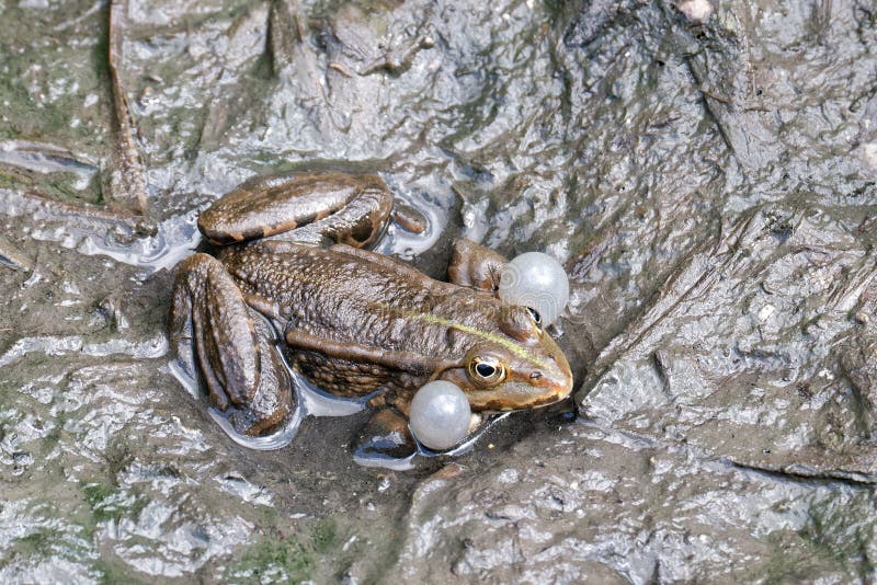 Detail of a Frog in a Canal Stock Image - Image of biology, green ...