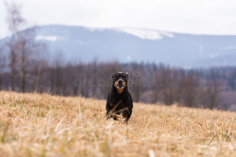 Detail of Front View of a Running Ratter Dog on Meadow. Stock Photo ...