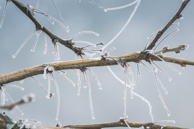 Detail of a Frozen Branch in Winter Stock Image - Image of january ...