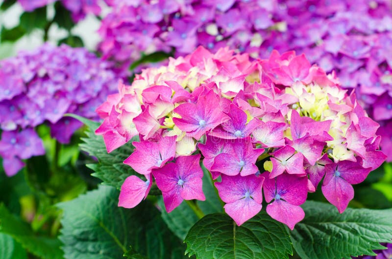 Hydrangea stock photo. Image of petals, flora, gardening - 30306832