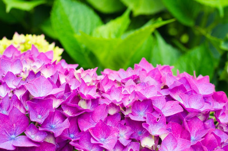 Hydrangea stock photo. Image of nature, hydrangea, pink - 30308460