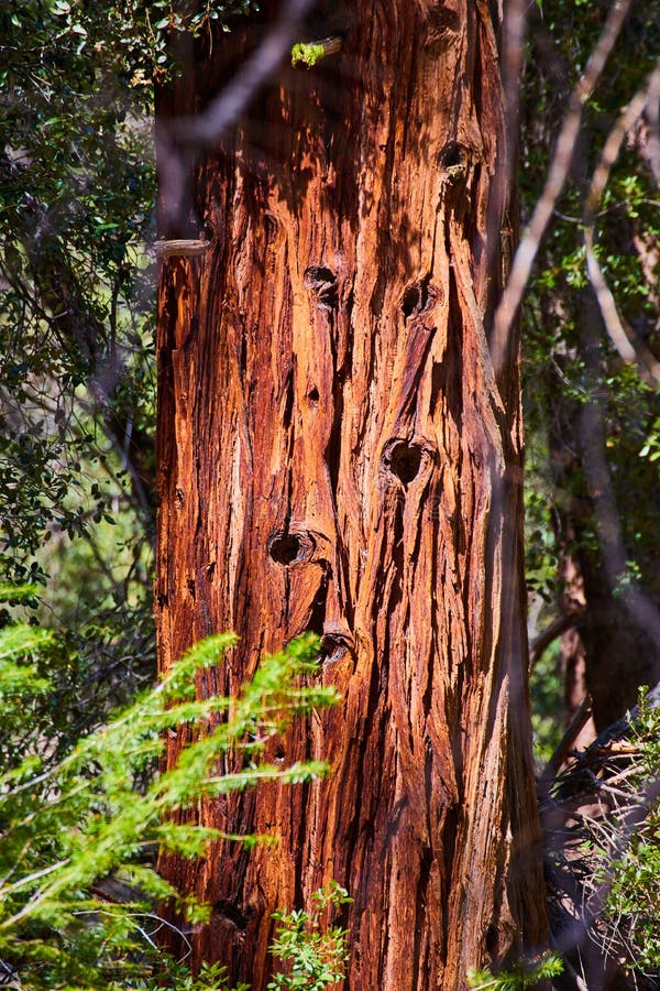 Detail of Giant Pine Tree Trunk with Golden Light Stock Image - Image ...