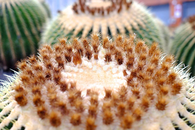 A cactus top close view. stock photo. Image of ornamental - 184409448