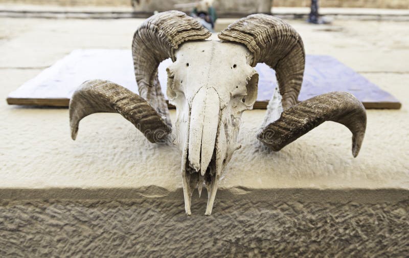 Dead goat's head stock photo. Image of horror, death - 21131446