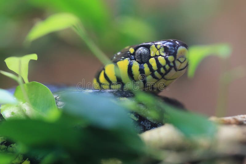 Gold-ringed cat snake stock photo. Image of gold, ringed - 265820186