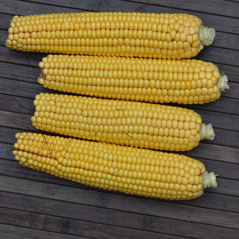 Corn. Coarse, seed. stock photo. Image of grain, crops - 121883216