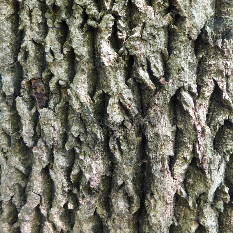 Detail of the Gray Bark of a Walnut Tree Stock Photo - Image of detail ...