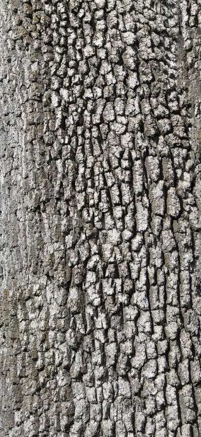 Detail, gray tree bark stock photo. Image of british - 25507082