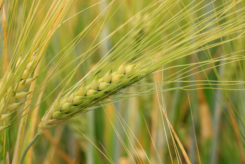 Detail of the Green Barley Spike Stock Image - Image of cereal, country ...