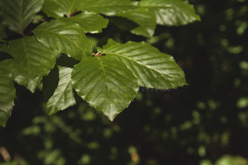 Detail of Green Beech Tree Leaves Stock Photo - Image of copy ...