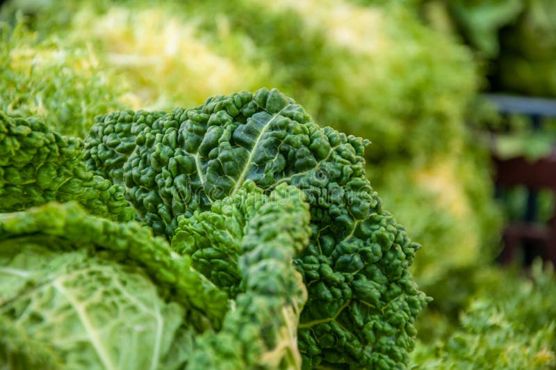 Detail of a Green Cauliflower Leaf Stock Image - Image of green, leaf ...