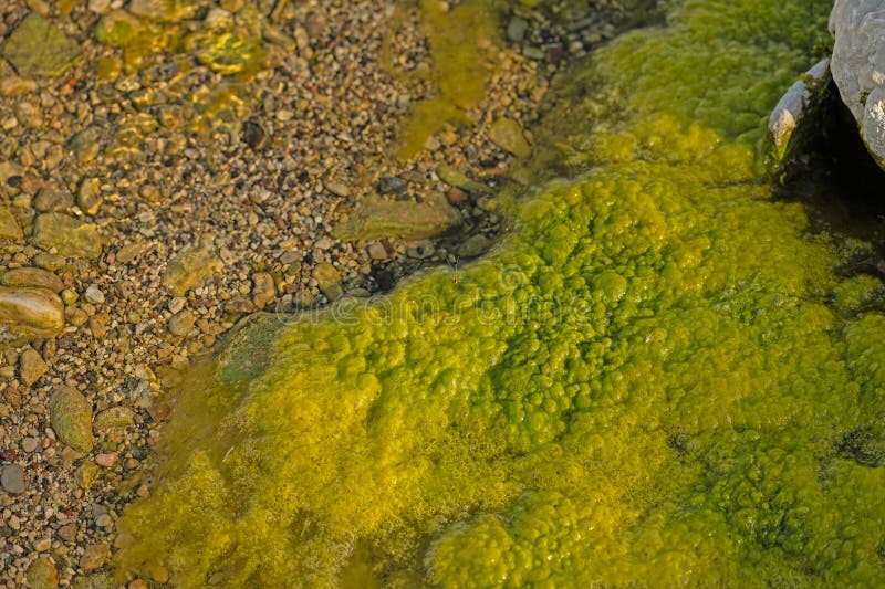 Detail of Green Coloured Algae in the River Stock Photo - Image of ...