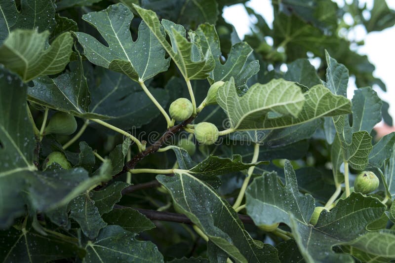 Detail of Green Fig Growing on a Tree during Summer Season Stock Image ...