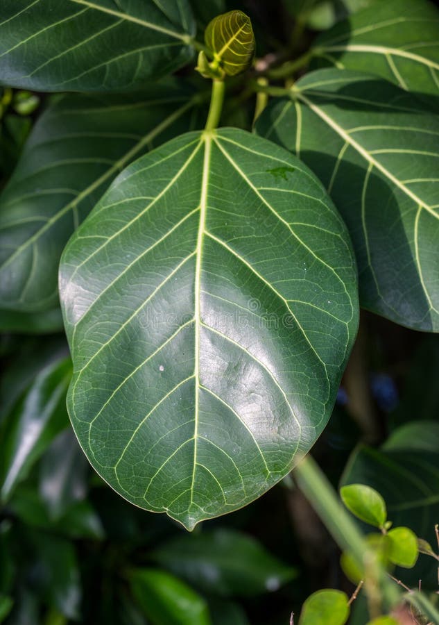 Detail of a Green Fig Leaf. Burred Background Stock Image - Image of ...