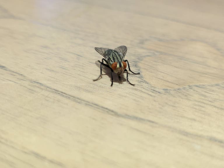 Detail of Green Fly & X28;Calliphora Vomitoria& X29; on a Plain Surface ...
