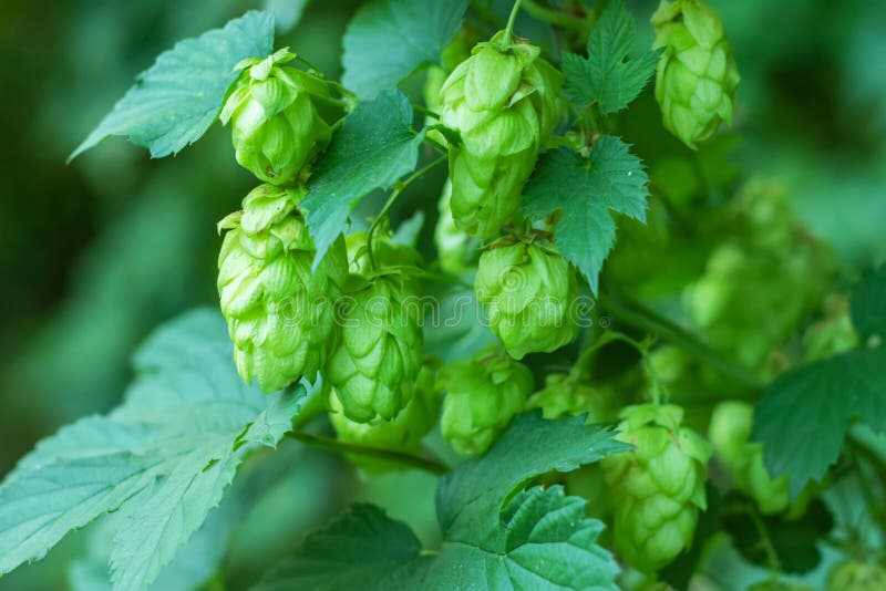 Detail of Green Fresh Hops for Making Beer in the Field Stock Image ...
