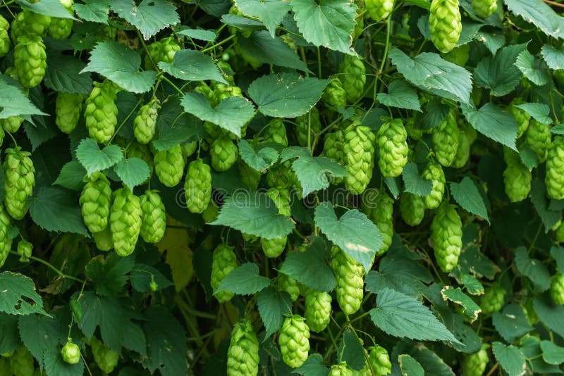 Detail of Green Fresh Hops for Making Beer in the Field Stock Photo ...
