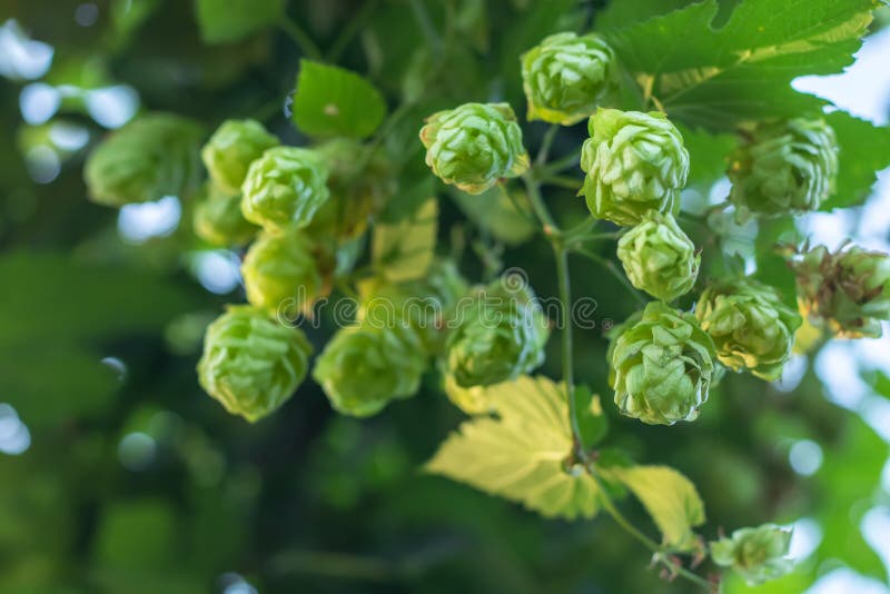 Detail of Green Fresh Hops for Making Beer in the Field Stock Photo ...