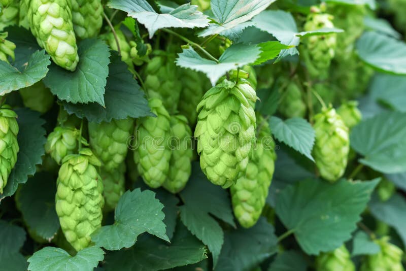 Detail of Green Fresh Hops for Making Beer in the Field Stock Photo ...
