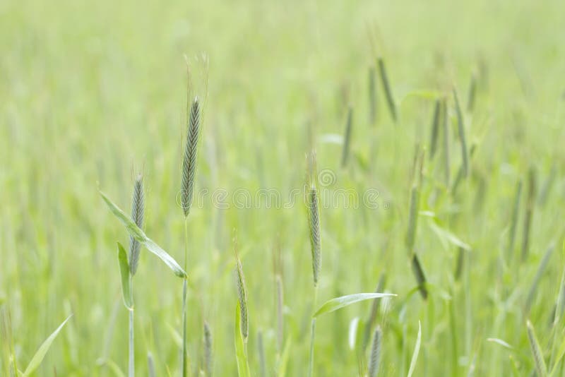 Detail of Green Grasses in Springtime Stock Image - Image of ...