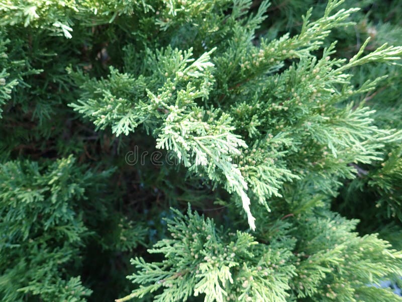 Detail of a Green Juniper Tree Branch Stock Image - Image of landscapes ...