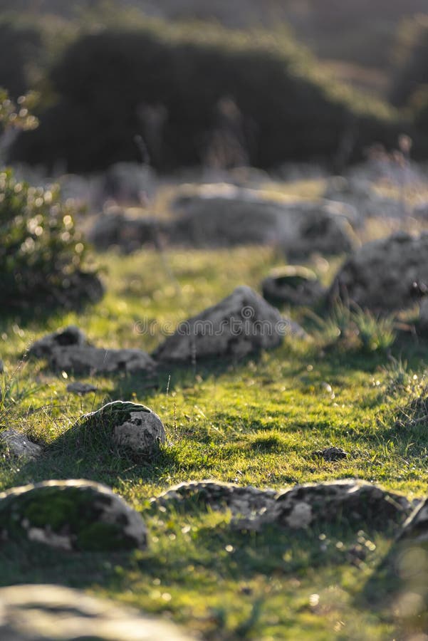 Detail of a green lawn HD stock photo. Image of green - 222049030