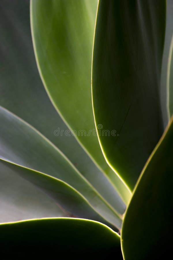 Detail of Green Leaves in Backlight Stock Image - Image of exotic ...