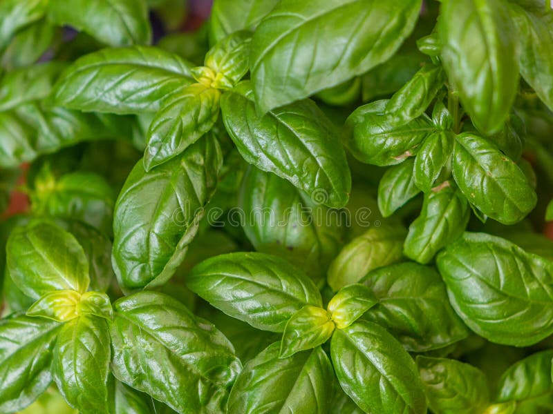 Detail of Green Leaves of Italian Basil Stock Image - Image of growing ...