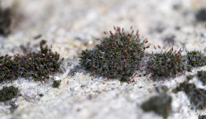 Detail of Green Moss on White Rock. Stock Image - Image of outdoor ...